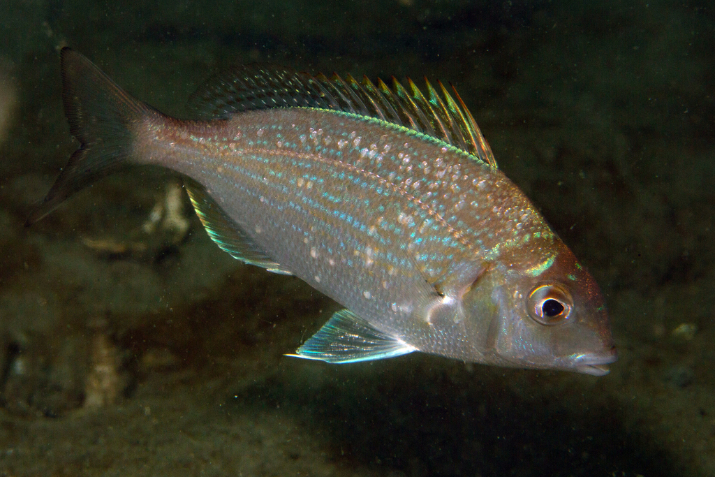 Scup (Saltwater Fish of Massachusetts) · iNaturalist