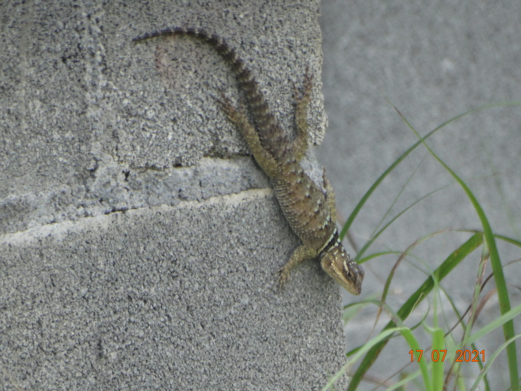 Blue Spiny Lizard from Miguel Alemán, Tamps., México on July 17, 2021 ...