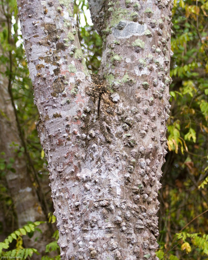 Indian prickly ash (Zanthoxylum rhetsa) - Botanical Realm