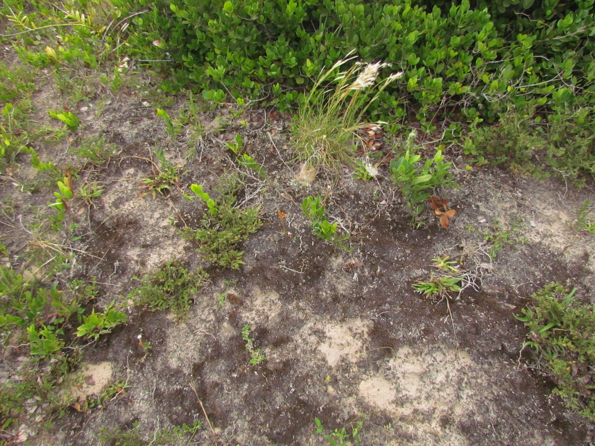 Portulaca mucronata Hort.Vindob. ex Link