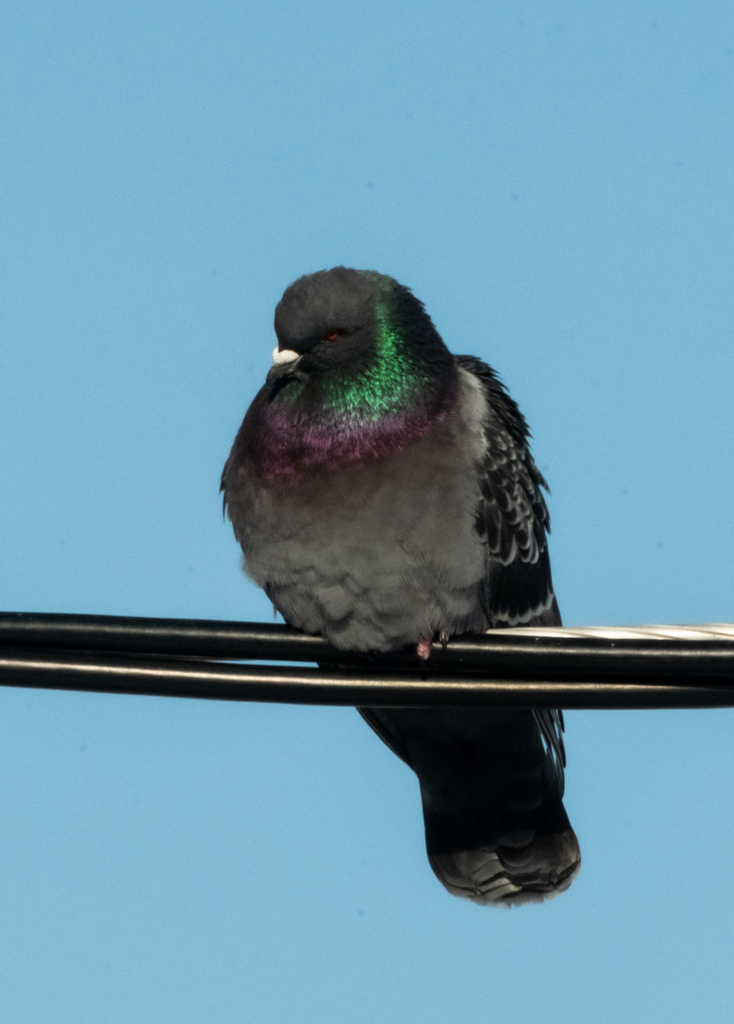 Feral Pigeon from Val-d'Or, QC, Canada on February 25, 2022 at 09:48 AM ...