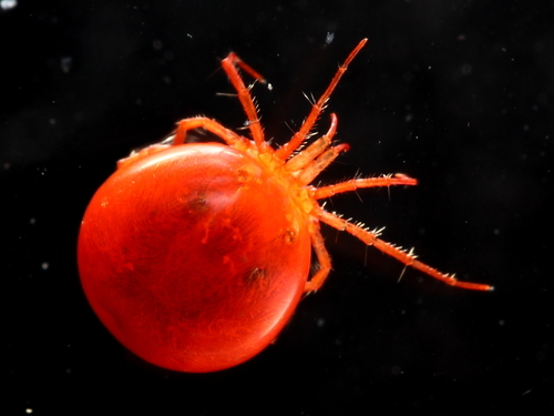 Limnéziovití (Limnesidae)