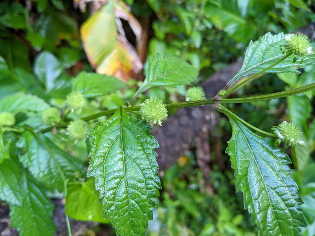 false ironwort from Naguabo, Puerto Rico on January 7, 2022 at 08:51 AM ...