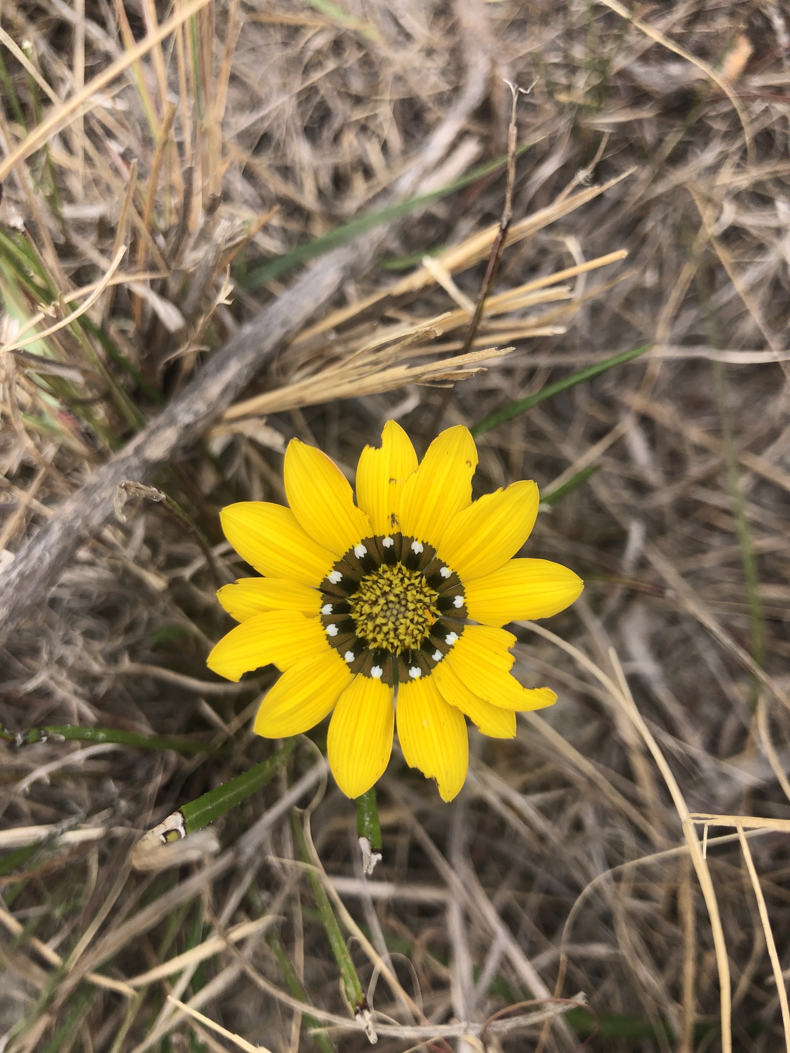 Gazania pectinata (Thunb.) Hartw.