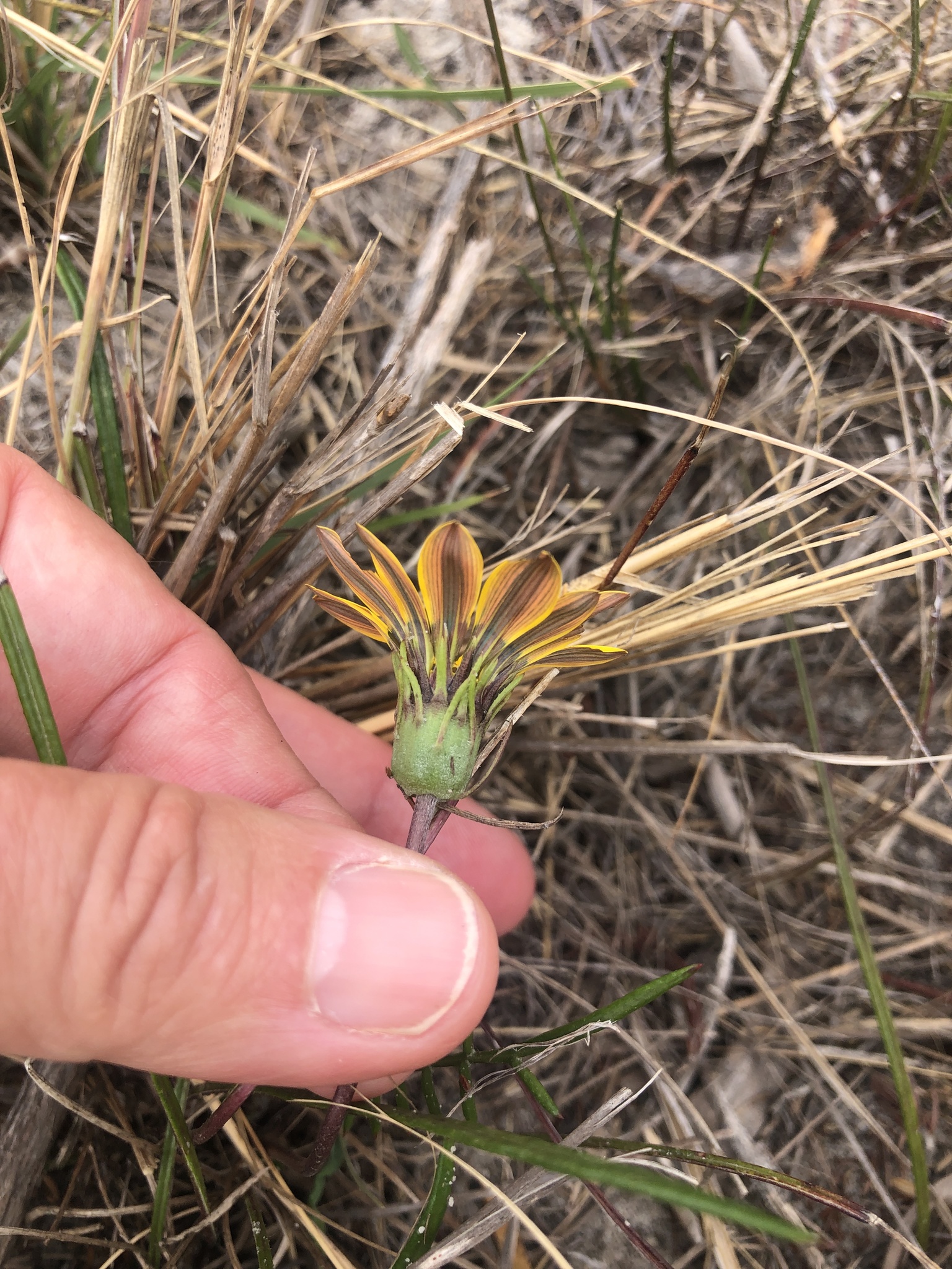 Gazania pectinata (Thunb.) Hartw.