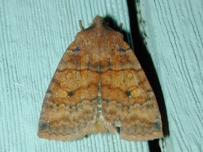 Three-spotted Sallow from Bedford Audubon Society, Katonah, NY, USA on ...