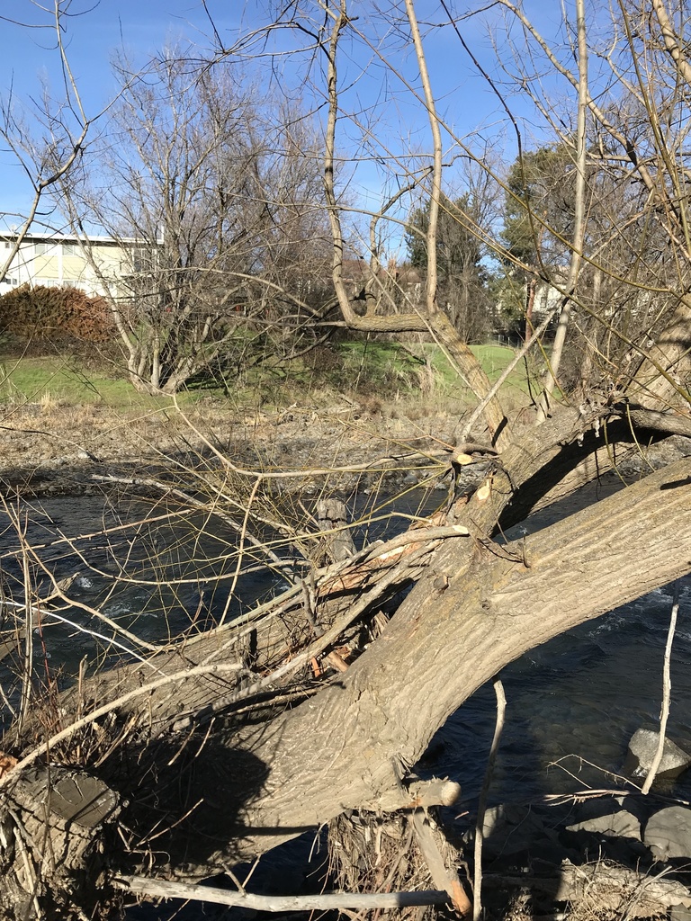 American Beaver in February 2022 by ian_grmw_org · iNaturalist