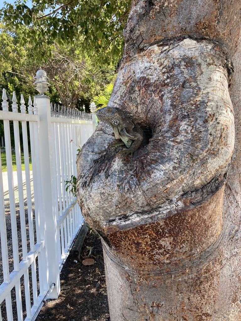 Green Iguana from Vaca Key, Marathon, FL, US on February 25, 2022 at 11 ...