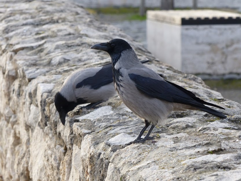 Hooded Crow from Budapest, Hungría on January 13, 2016 at 07:10 PM by ...