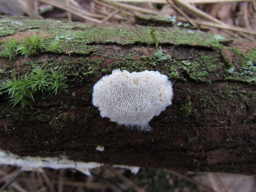 Oligoporus rennyi from Southampton Township, NJ 08088, USA on February ...
