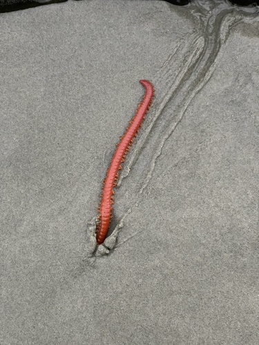 Genus Tainokia · iNaturalist