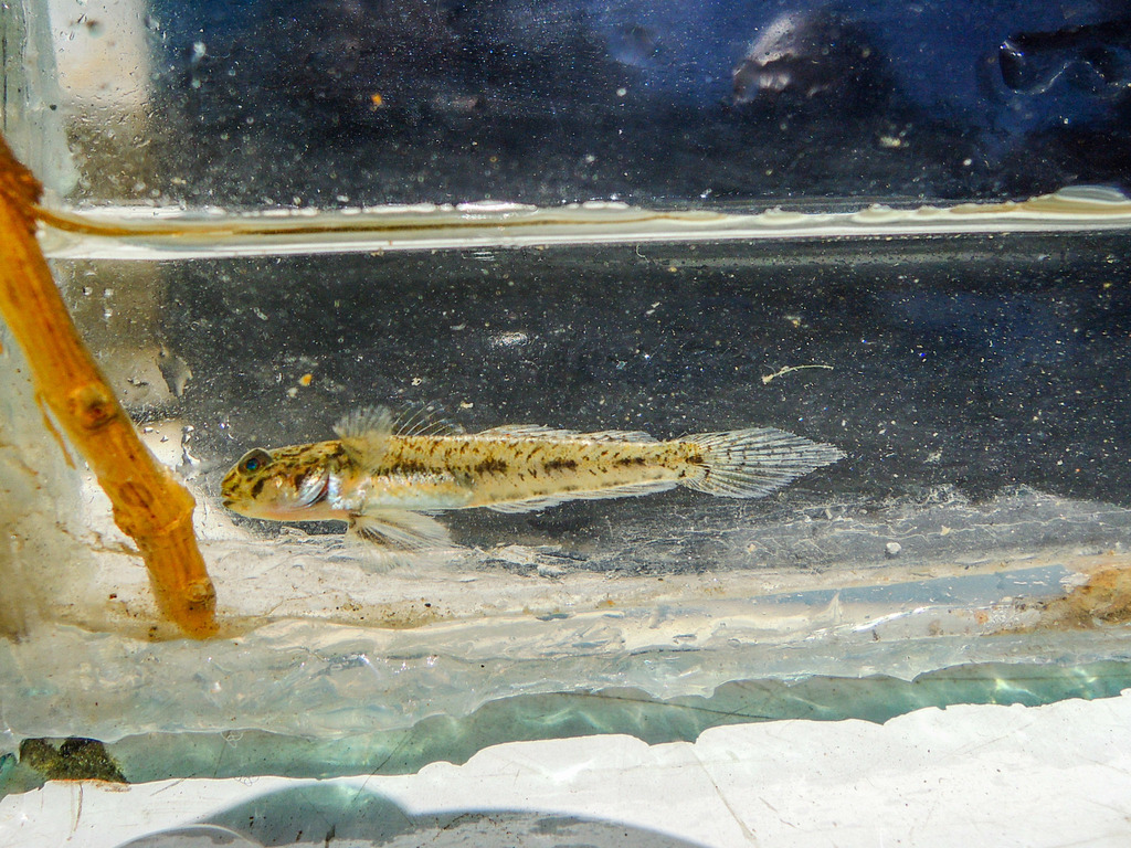 Mangrove Goby (Ctenogobius manglicola) - Marine Life Identification