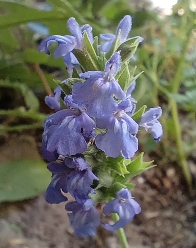 Salvia hispanica L.