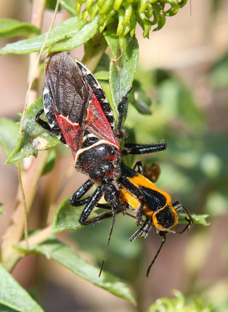 Mountain Bee Assassin from Northwest Colorado Springs, Colorado Springs ...
