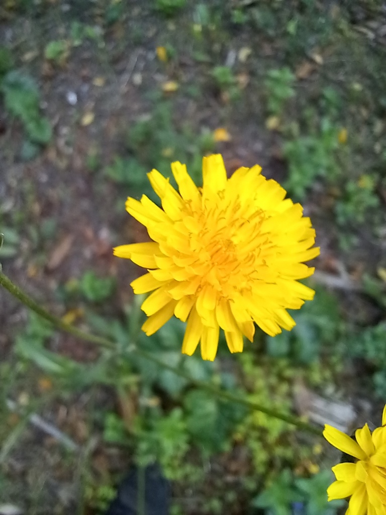 Beaked Hawksbeard from Parque Florestal Monsanto on February 25, 2022 ...