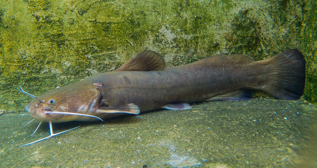 Chiapas Catfish in October 2013 by Armando Martínez · iNaturalist