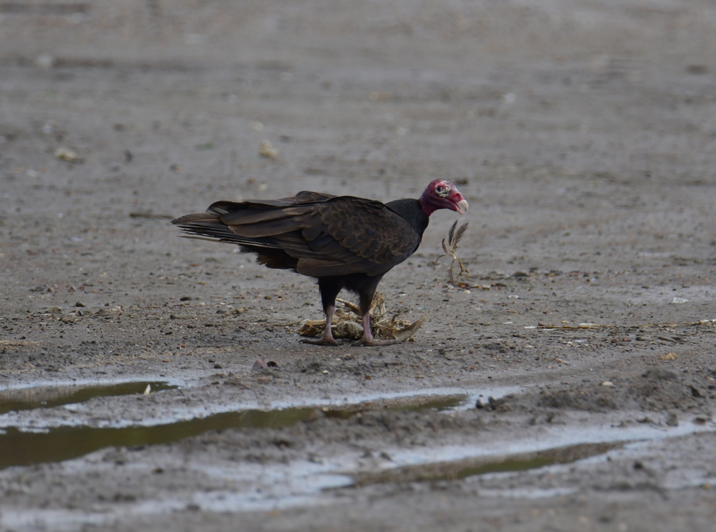 Turkey Vulture from La Parguera, Lajas 00667, Puerto Rico on February ...