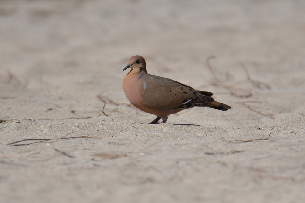 Zenaida Dove from Mata De Plátano, Luquillo, Puerto Rico on February 22 ...