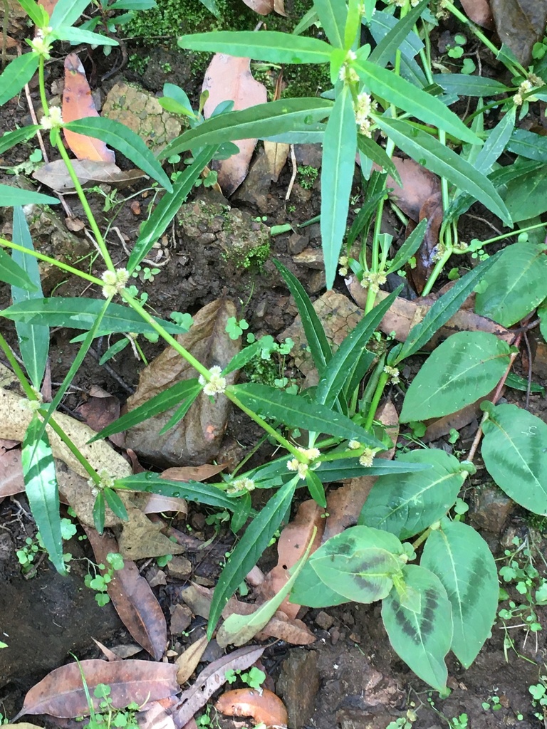 Lesser Joyweed from Caparra NSW 2429, Australia on February 20, 2022 at ...