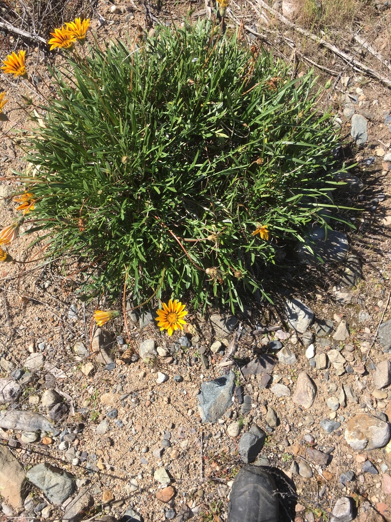 Treasure Flowers from Northeastern San Diego, San Diego, CA, US on ...