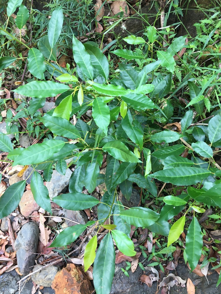 Green Native Cascarilla from Caparra NSW 2429, Australia on February 20 ...