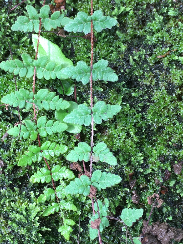 bristly cloak fern from Caparra NSW 2429, Australia on February 12 ...