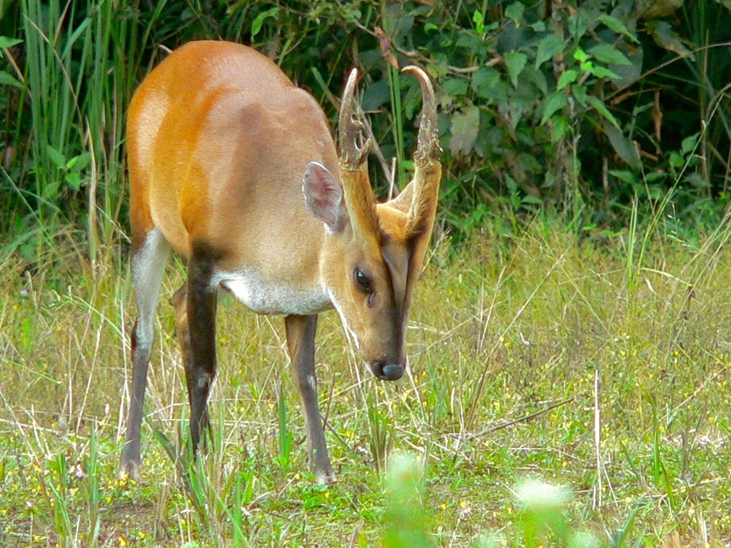 Southern Red Muntjac (Muntiacus muntjak) - Know Your Mammals