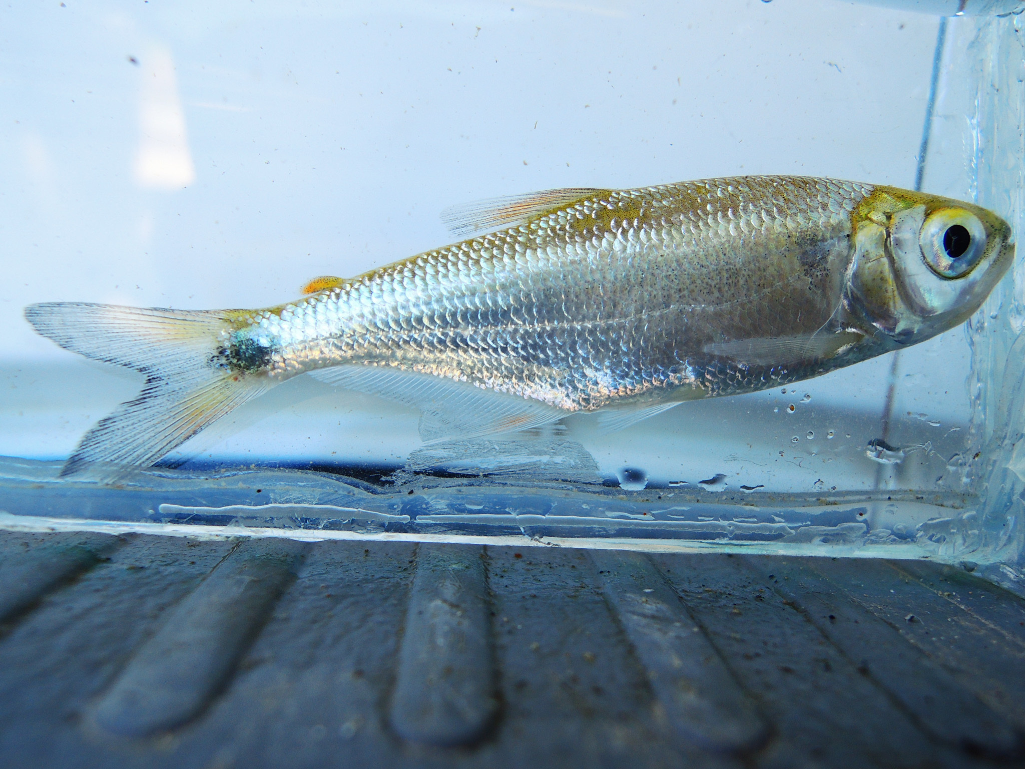 Brycon guatemalensis Regan, 1908