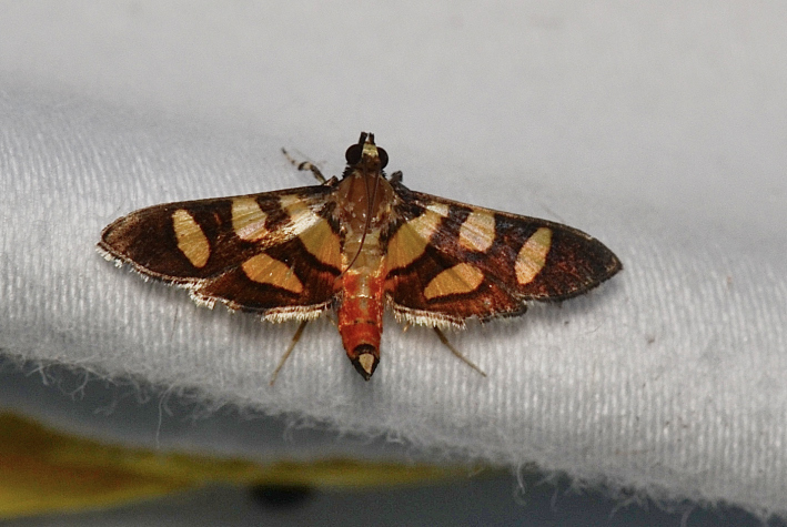 Orange-spotted Flower Moth from Sebastian, FL, USA on July 03, 2017 at ...