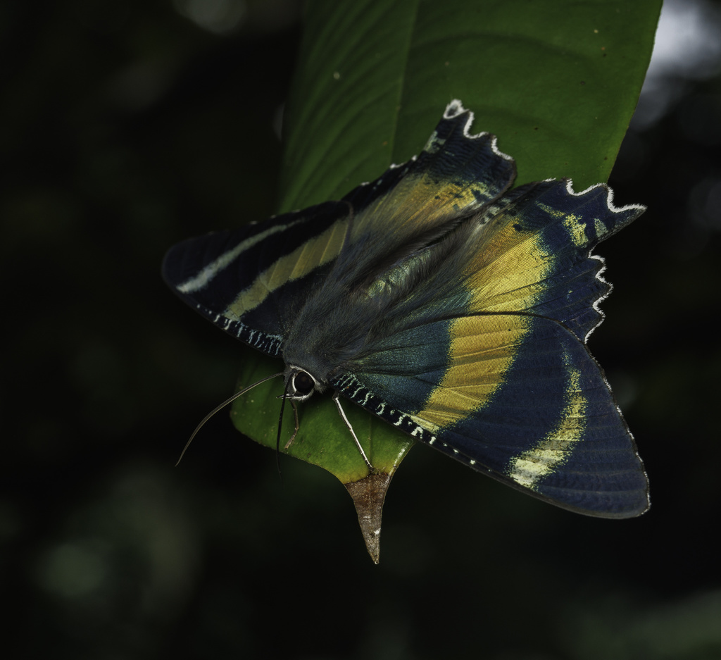 North Queensland Day Moth from Botanic Gardens Restaurant & Cafe, Edge ...