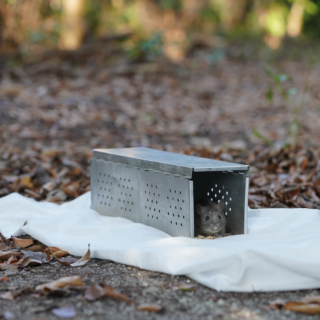 Key Largo Woodrat (Neotoma floridana smalli) - Know Your Mammals