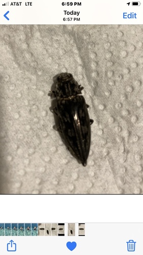 Observations by rwdvm · iNaturalist