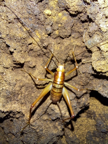 Genus Otteius · iNaturalist