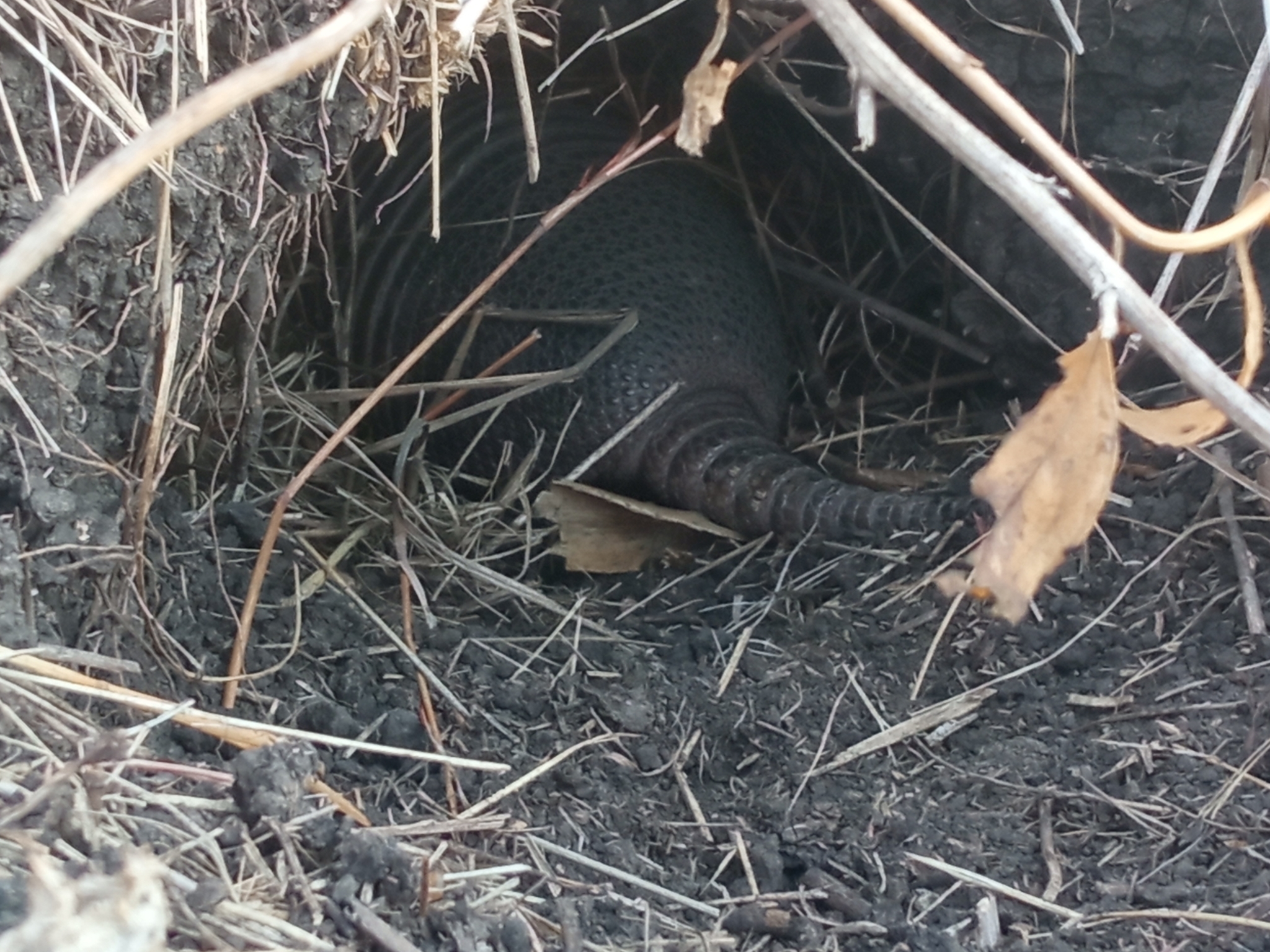 Dasypus septemcinctus Linnaeus, 1758