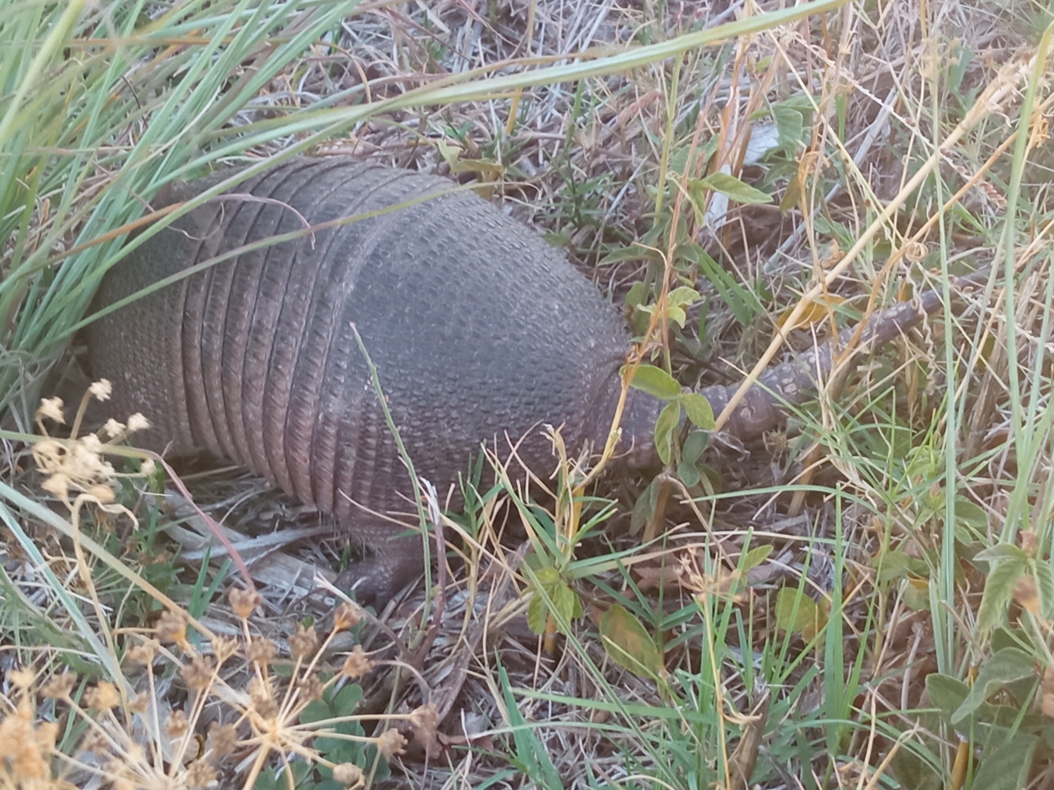 Dasypus septemcinctus Linnaeus, 1758