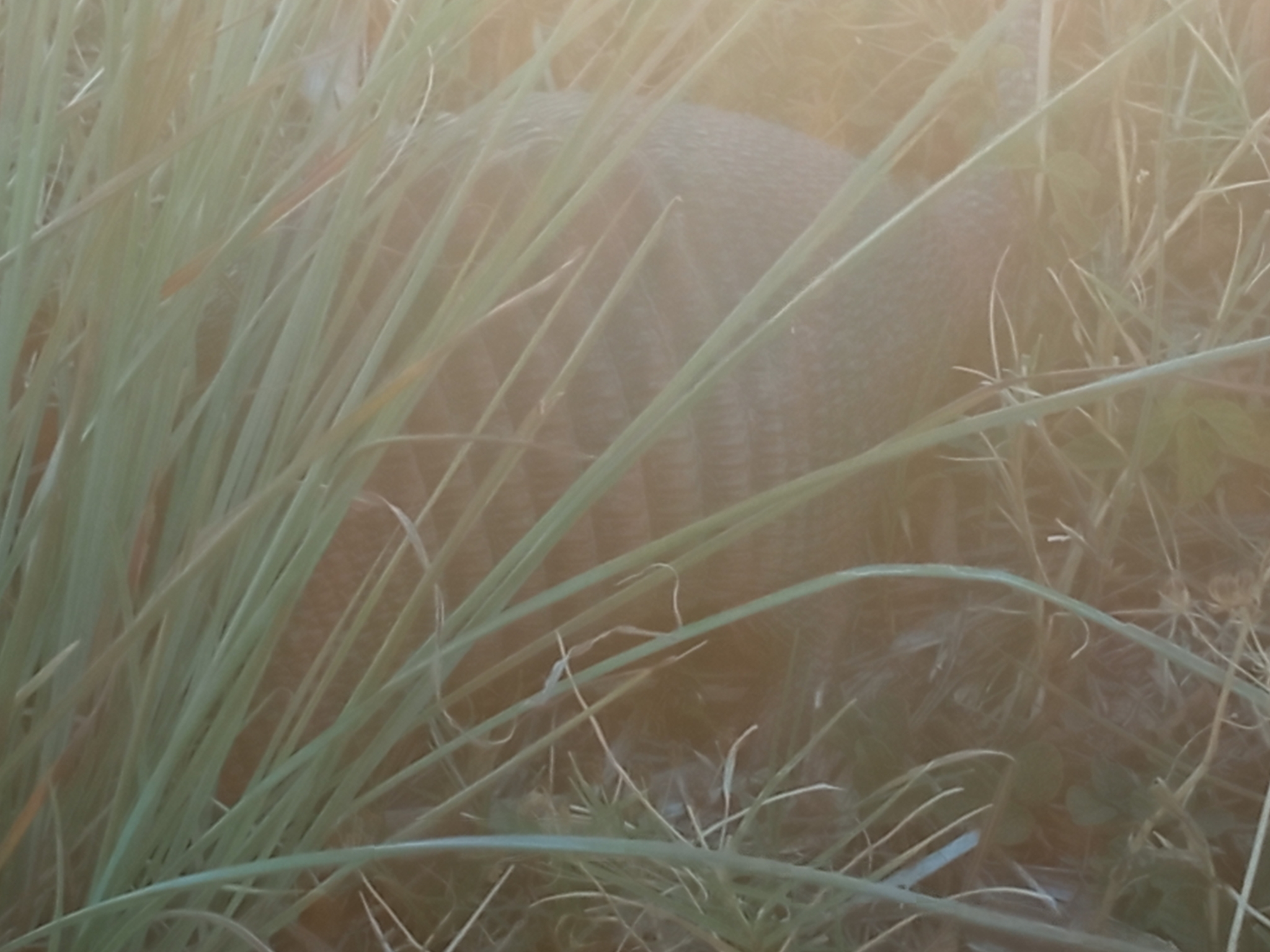 Dasypus septemcinctus Linnaeus, 1758