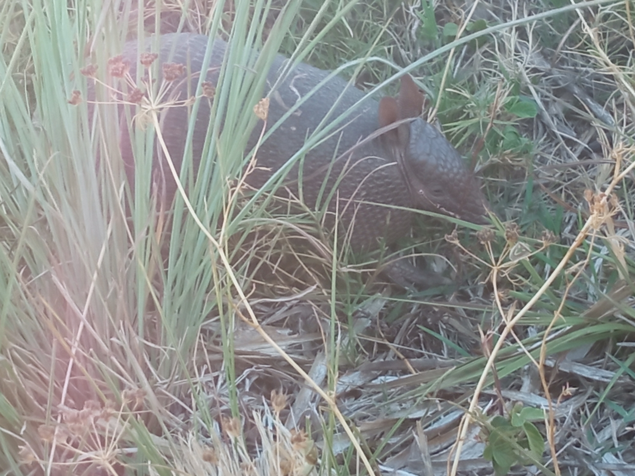 Dasypus septemcinctus Linnaeus, 1758