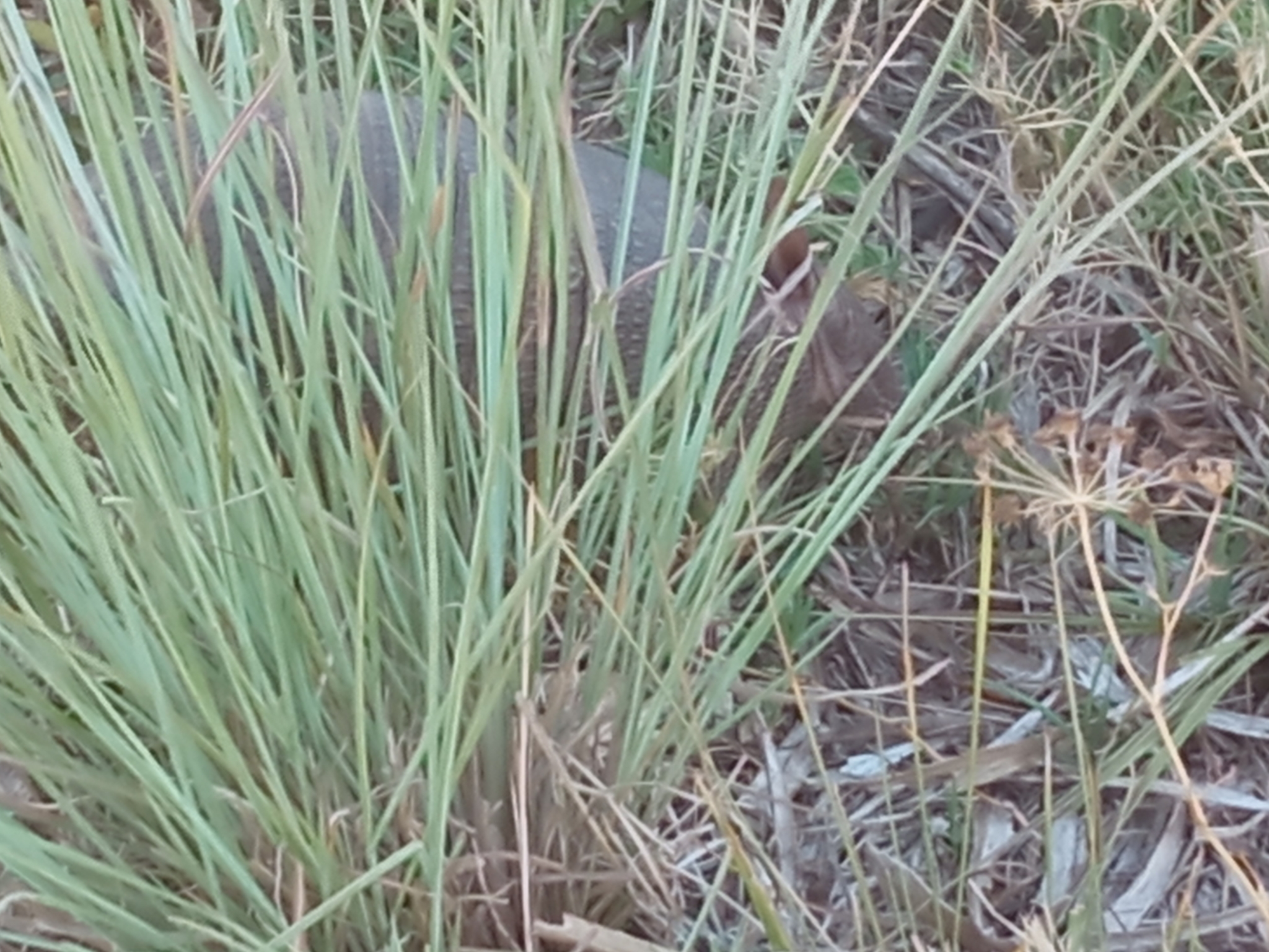 Dasypus septemcinctus Linnaeus, 1758