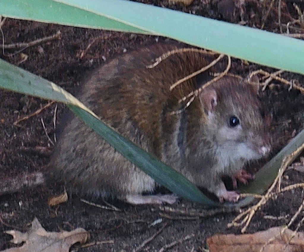 Old World Rats from Greater Vancouver, CA-BC, CA on February 25, 2022 ...
