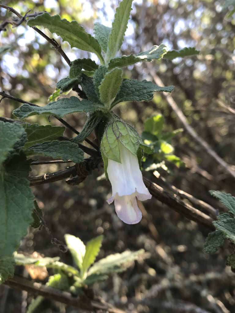 California Pitcher Sage from Foothills Nature Preserve, Palo Alto, CA ...