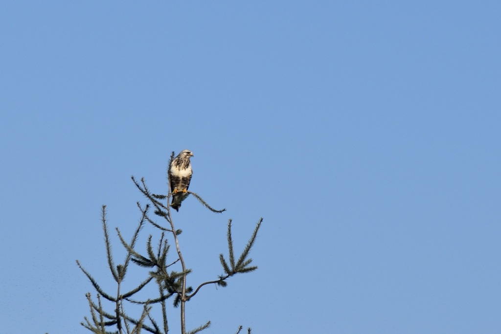 Rough-legged Hawk from Richmond, BC, Canada on February 25, 2022 at 06: ...