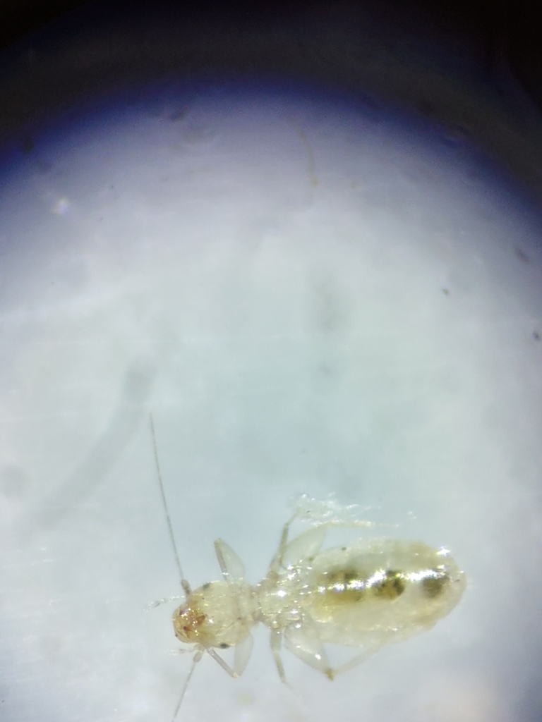 Domestic Booklice from Maile Way + University Ave, Honolulu, HI 96822 ...