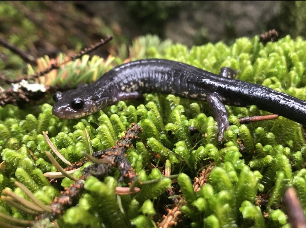 Wehrle's Salamander in May 2019 by Emma Scott · iNaturalist