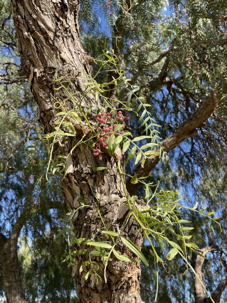 Peruvian Pepper Tree from Higuera St, San Luis Obispo, CA, US on ...