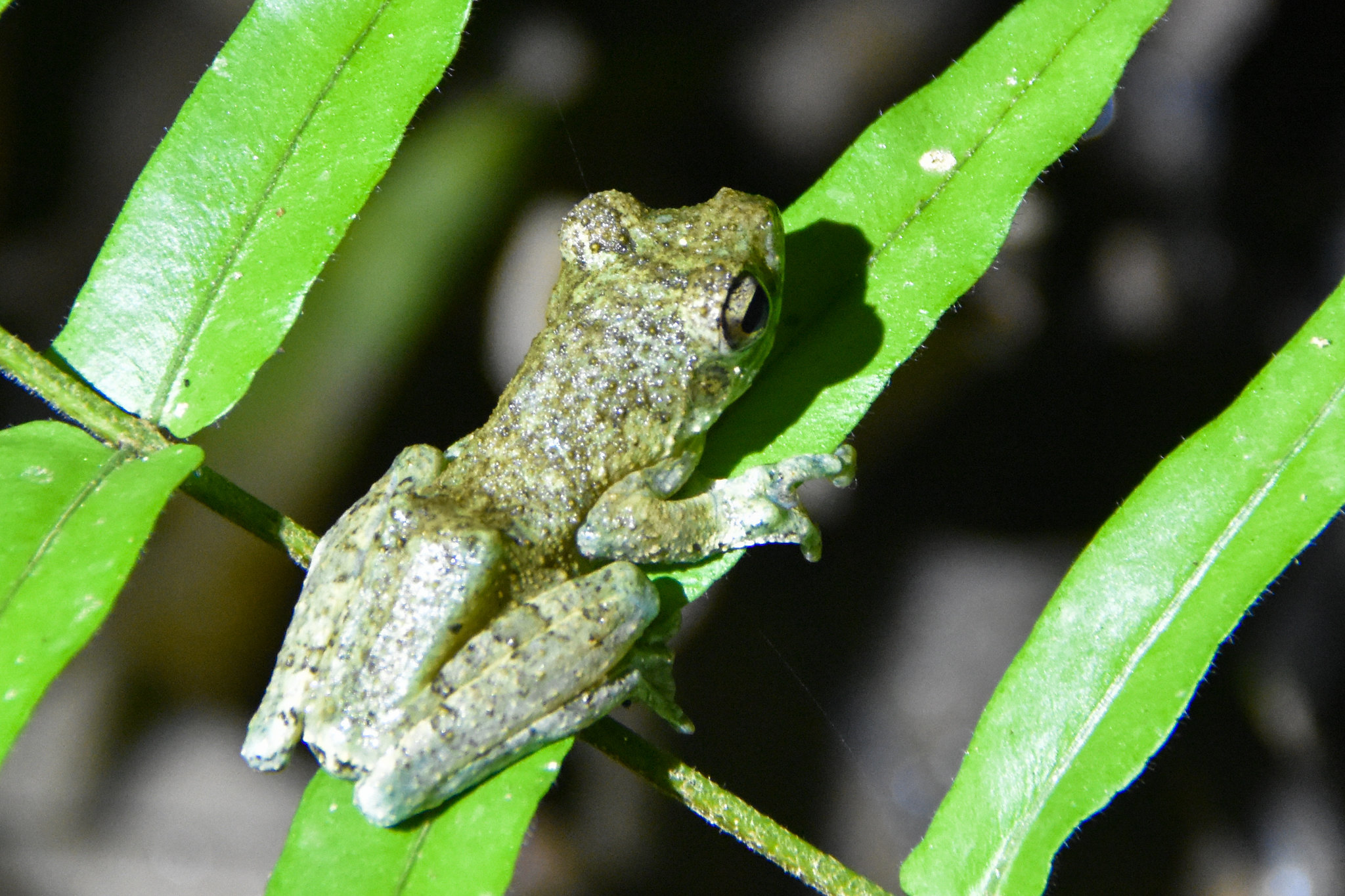 Chiromantis rufescens (Günther, 1869)