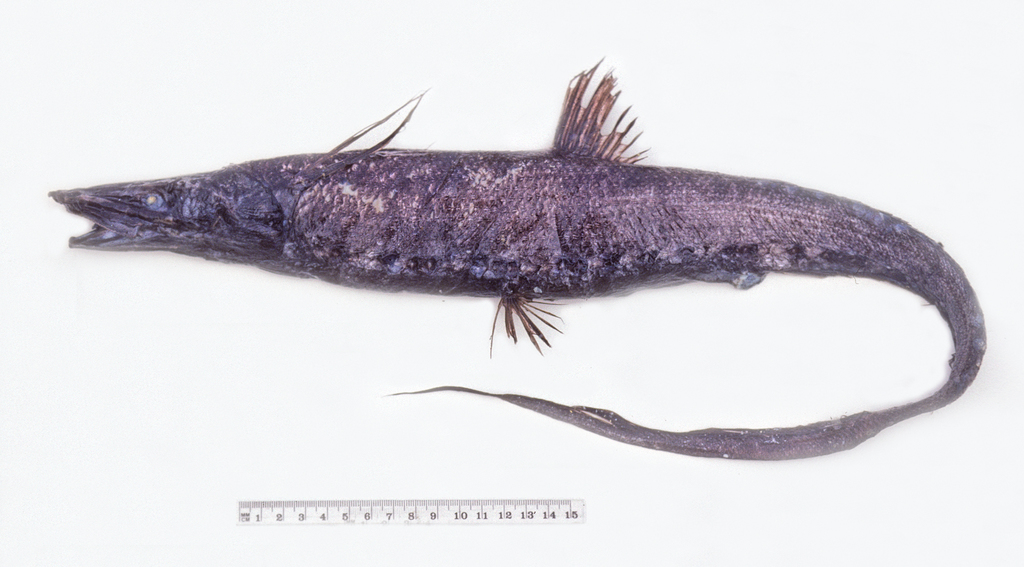 Halosaurs and Deep-sea Spiny Eels (Notacanthiformes) - Marine Life ...