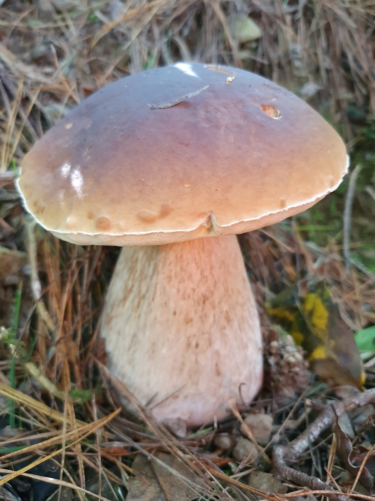 King Bolete from Karori, Wellington, New Zealand on February 26, 2022 ...