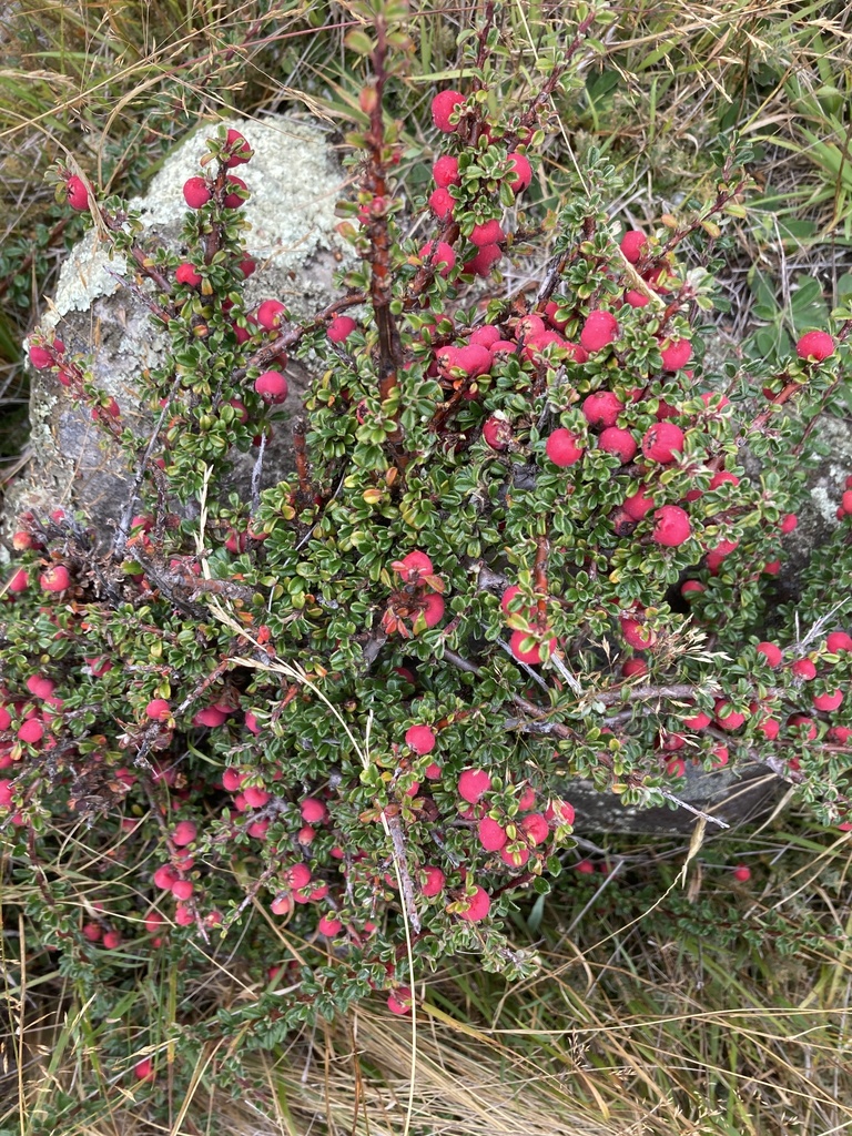 Rockspray Cotoneaster from Selwyn, Lake Coleridge, Canterbury, NZ on February 26, 2022 at 02:50 ...