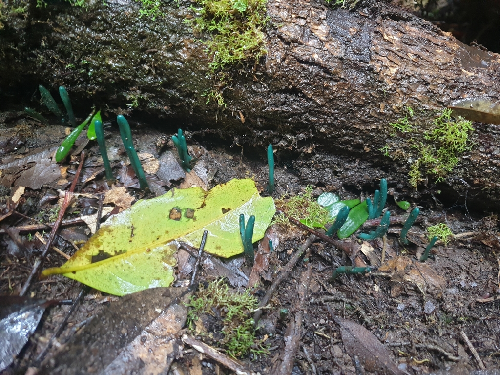 Microglossum from Blackheath NSW 2785, Australia on February 26, 2022 ...