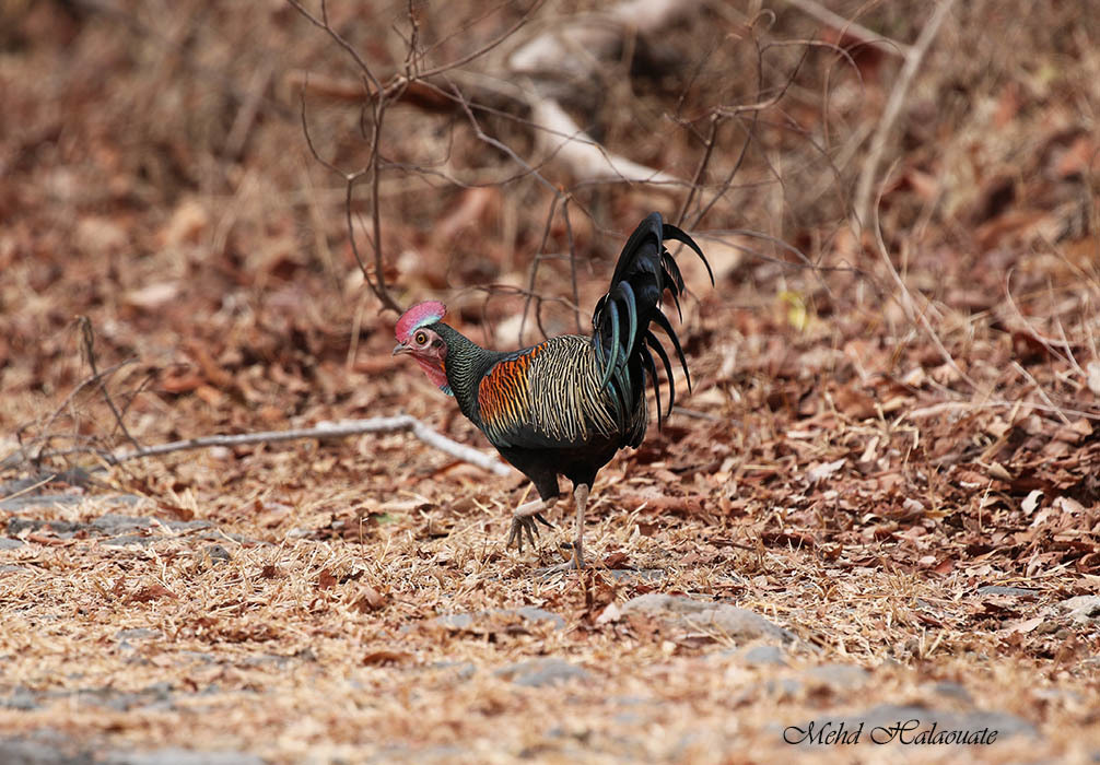Gallus varius (Shaw, 1798)